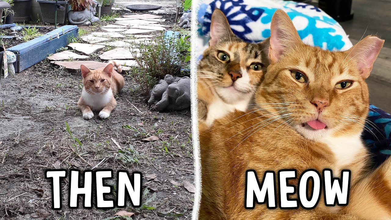 How a Ginger Cat Found a New Home! "Feral to Family" 🧡 - YouTube