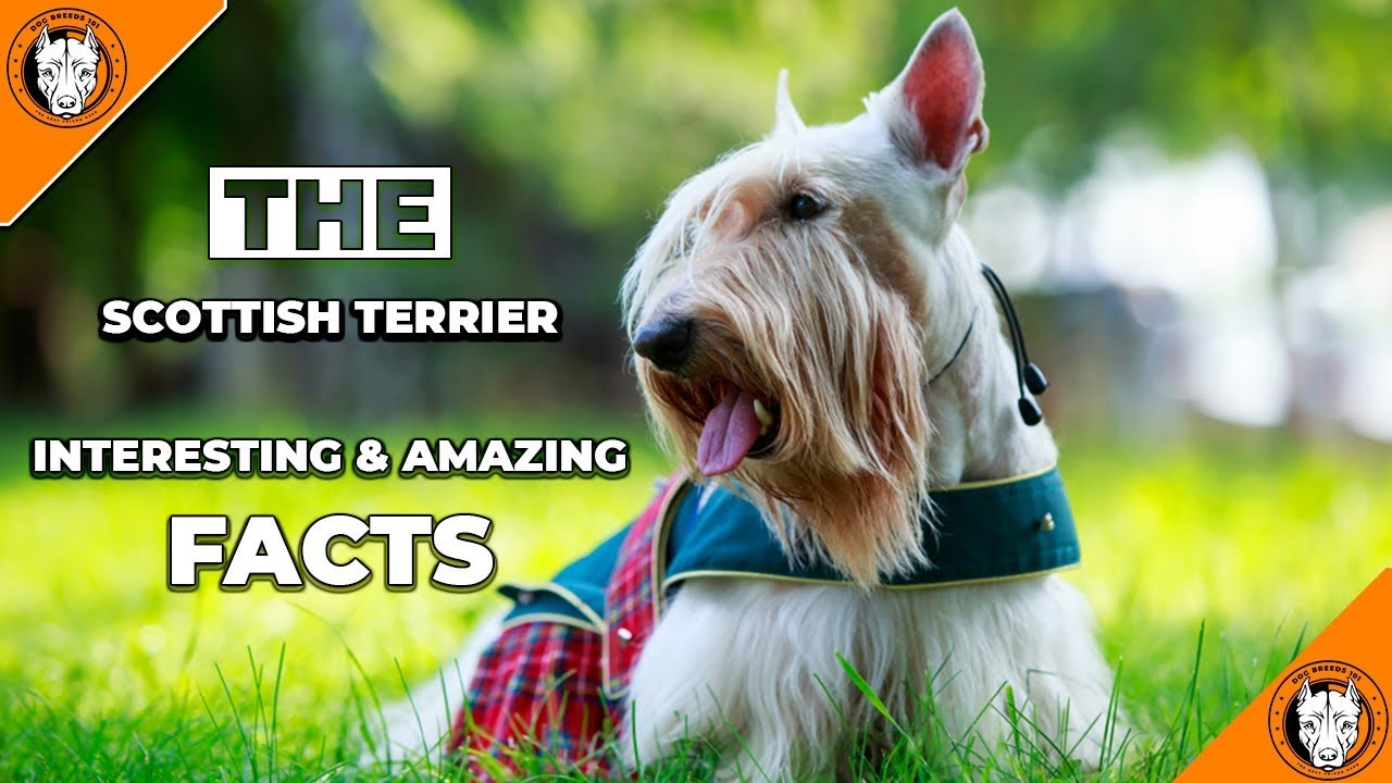 SCOTTISH TERRIER - Dog Breeds 101 - Top Dog Facts About the SCOTTISH ...