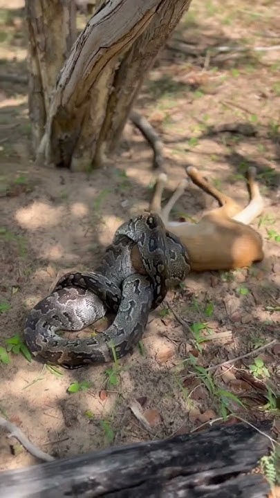 Python eating an impala in Africa. Check out the full video #shorts # ...