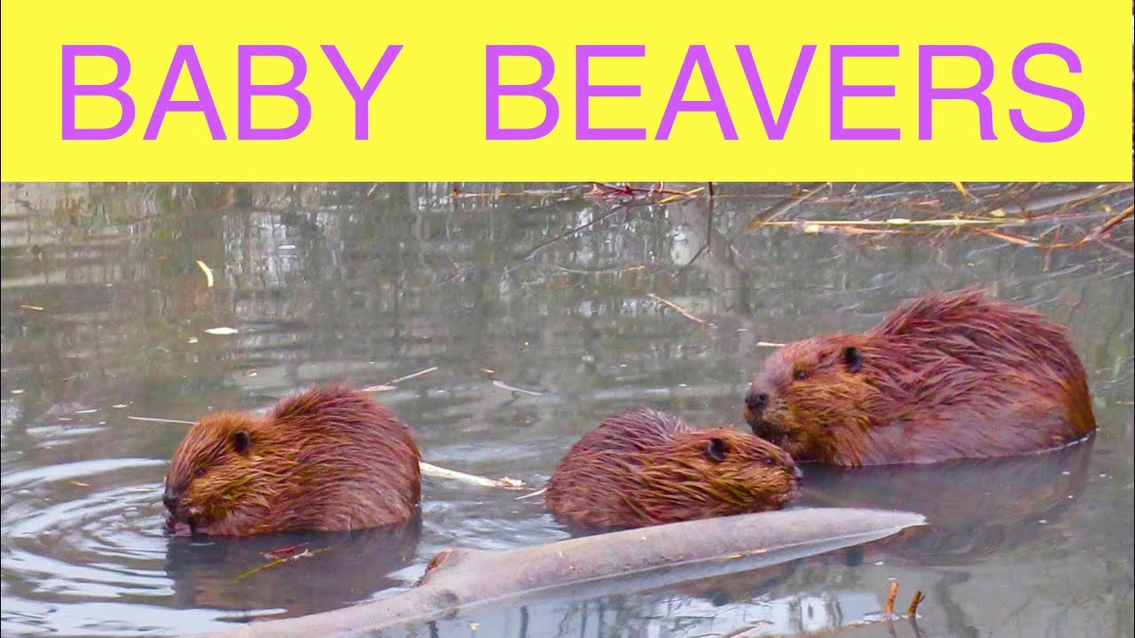 Baby Beaver Kits … Video Clips Compilation - YouTube