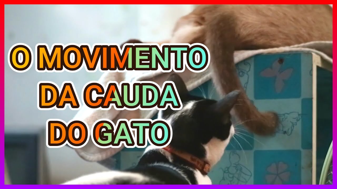 COMO ENTENDER O MOVIMENTO DA CAUDA DO GATO - YouTube