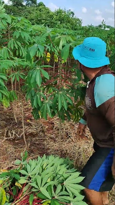 Proses panen singkong, daun buat pakan kambing - YouTube