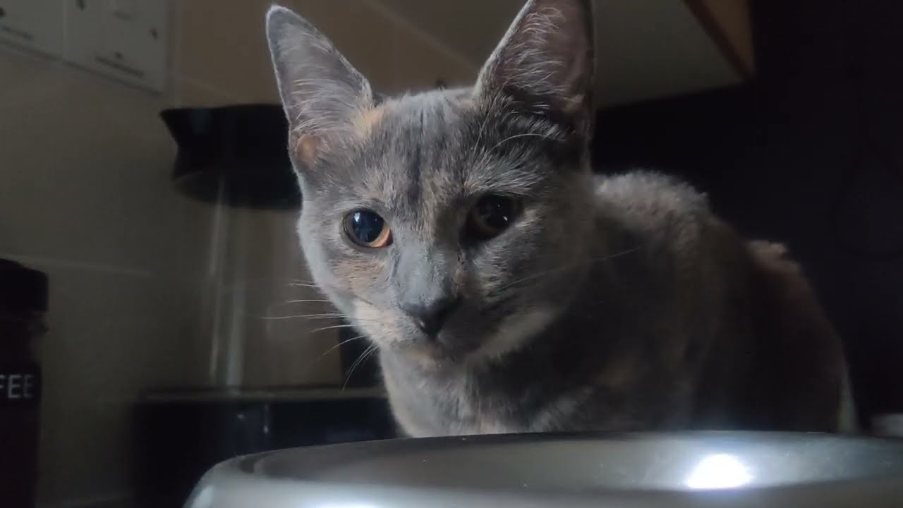 ASMR Cute Crunching Cat •|• OnePlus 7T - YouTube