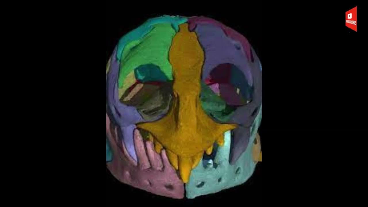 Bizarre snake like worm's secrets revealed in CT scans - YouTube
