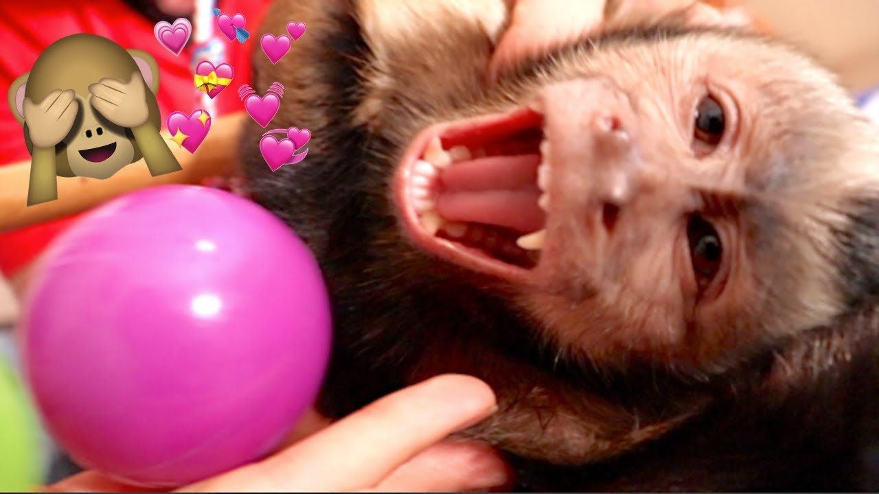 Monkey Giggles & Ball Pit Fun! - YouTube