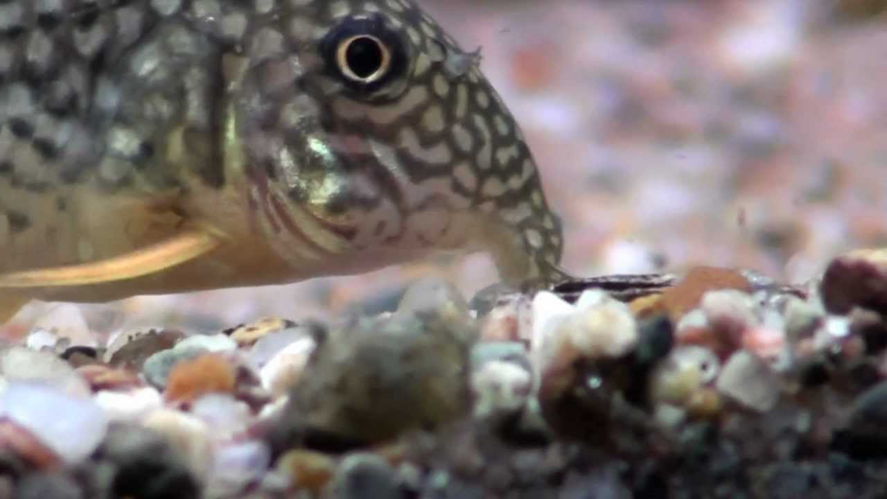 Corydoras Sterbai searching for food, close up (HD) - YouTube
