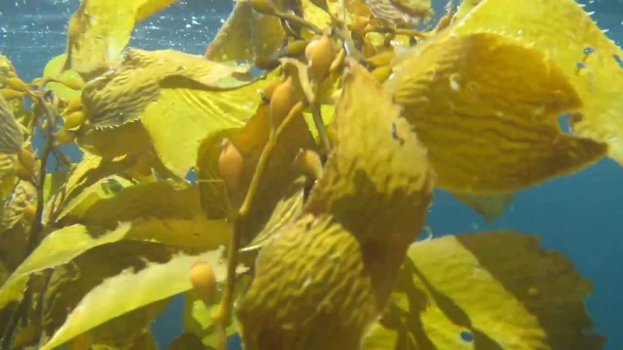 Undulating Underwater Kelp Plant - Snorkeling Casino Point - Catalina ...