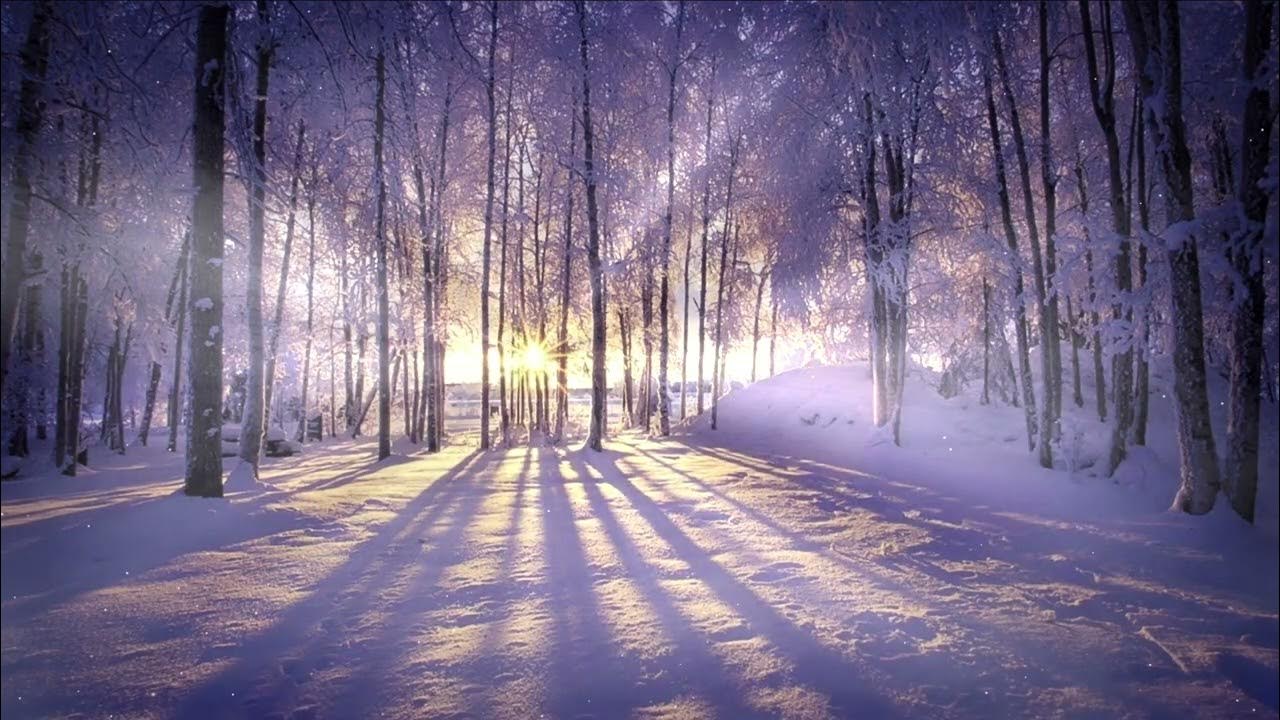 Sunlight through the tree sounds!! - YouTube