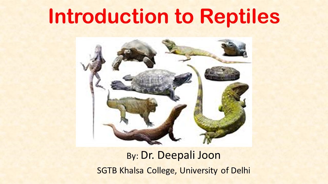 Introduction to Reptiles - YouTube