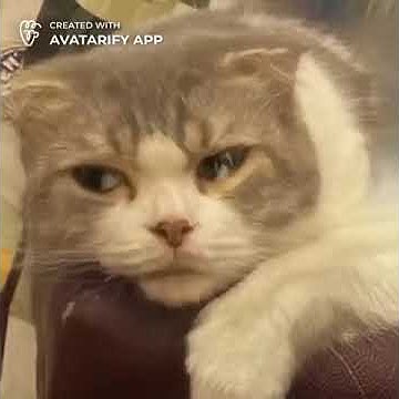 Cat using AVATARIFY App - YouTube