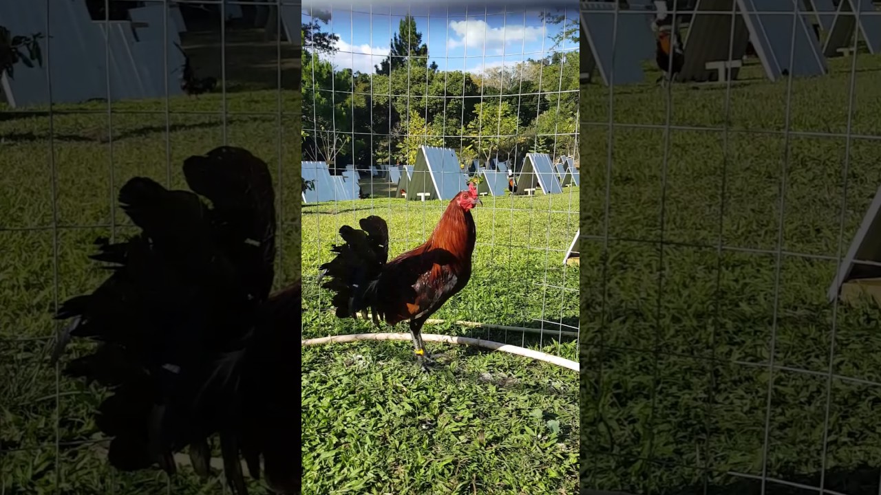 Gene Batia Penny Hatch de Jorge Bonilla. - YouTube