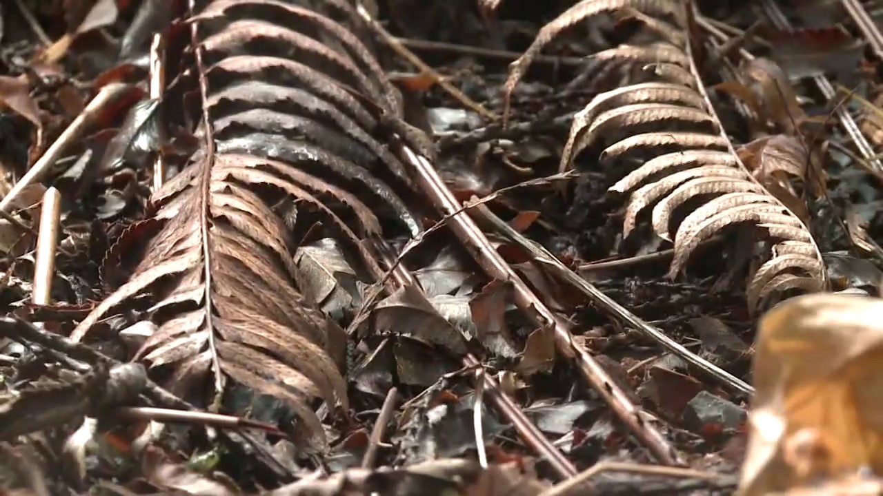 Dying ferns in Seattle's Seward Park - YouTube