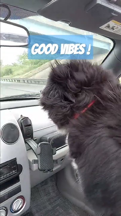 GOOD VIBES! # dogs# border collie - YouTube