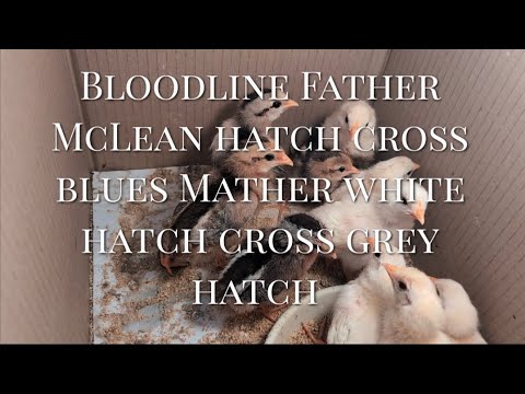 5 days old chicks bloodline Father McLean hatch cross blues Mather ...