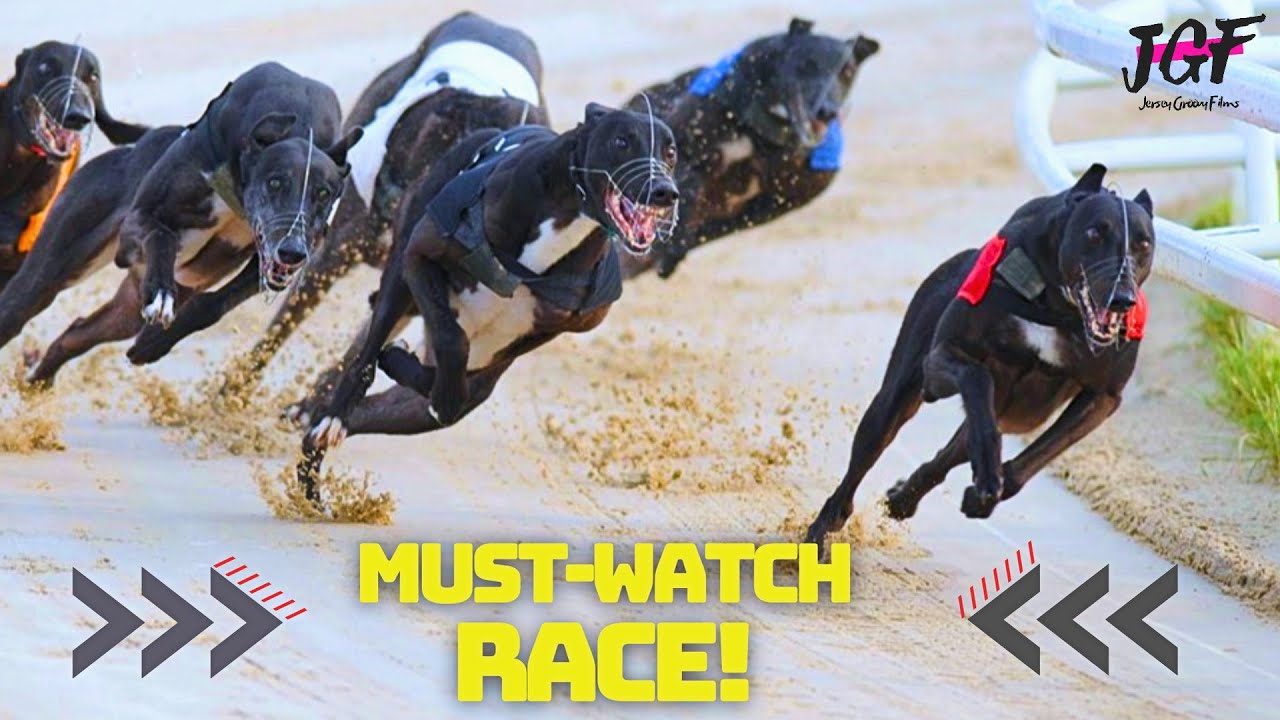 Exciting Greyhound Race at Galway Stadium - YouTube
