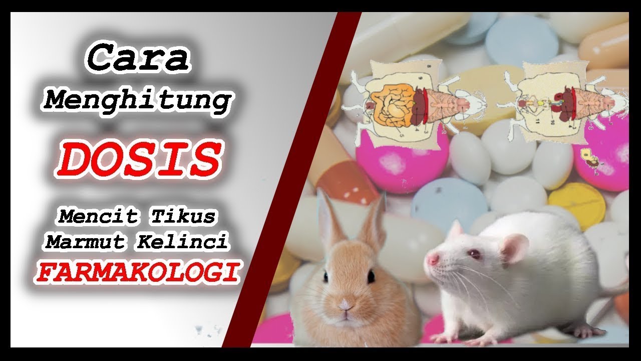 Perhitungan DOSIS Mencit, Tikus, Marmut dan Kelinci - Hewan Percobaan ...