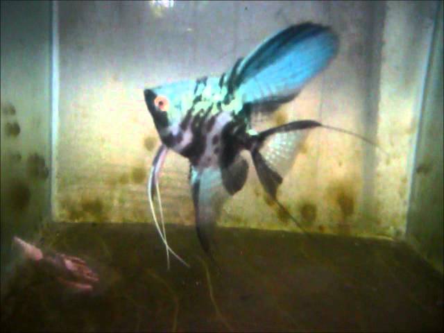 Blue Marble Angelfish