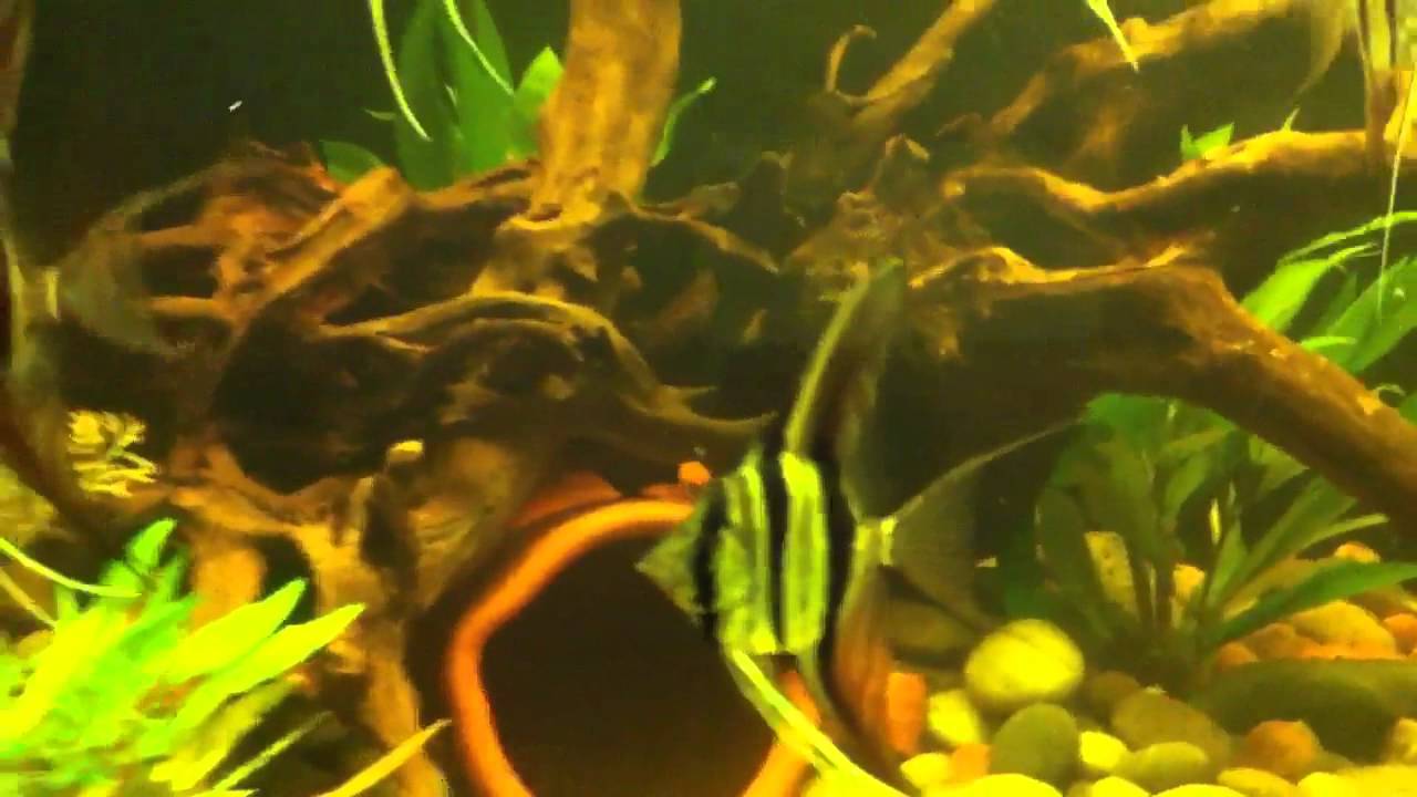 True Altum Angelfish Amazon Biotope - YouTube
