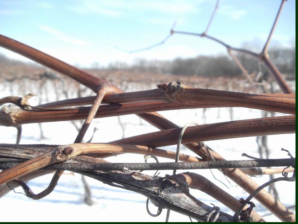 The Structure of a Grapevine - More Information - Grape Video #2 - YouTube