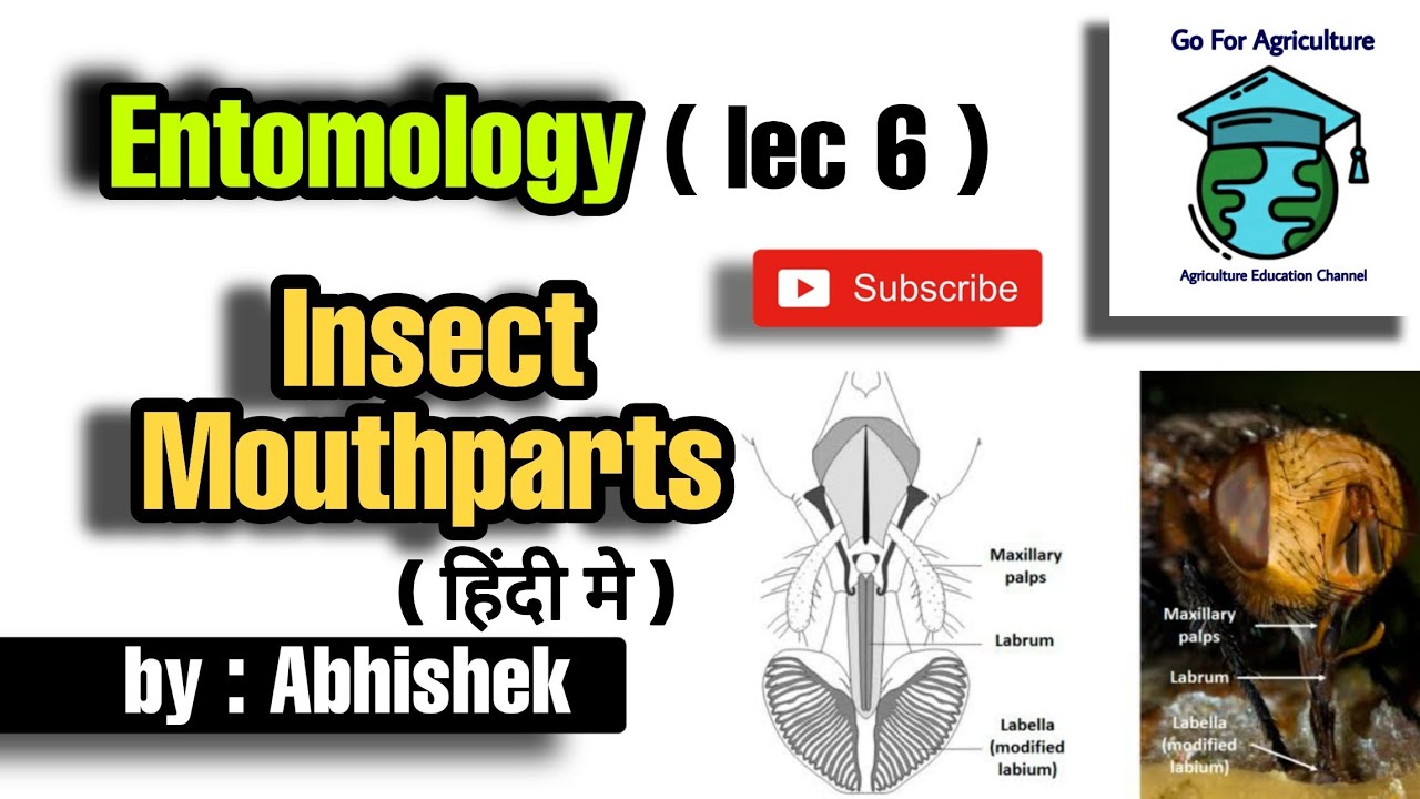 Insect mouthparts | It's type and classification | Entomology lec 6 ...