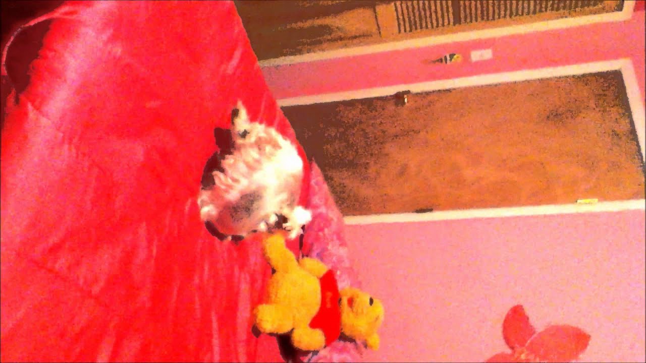 My First Home Video of my beloved Jeannie Rodriguez 2011.wmv - YouTube