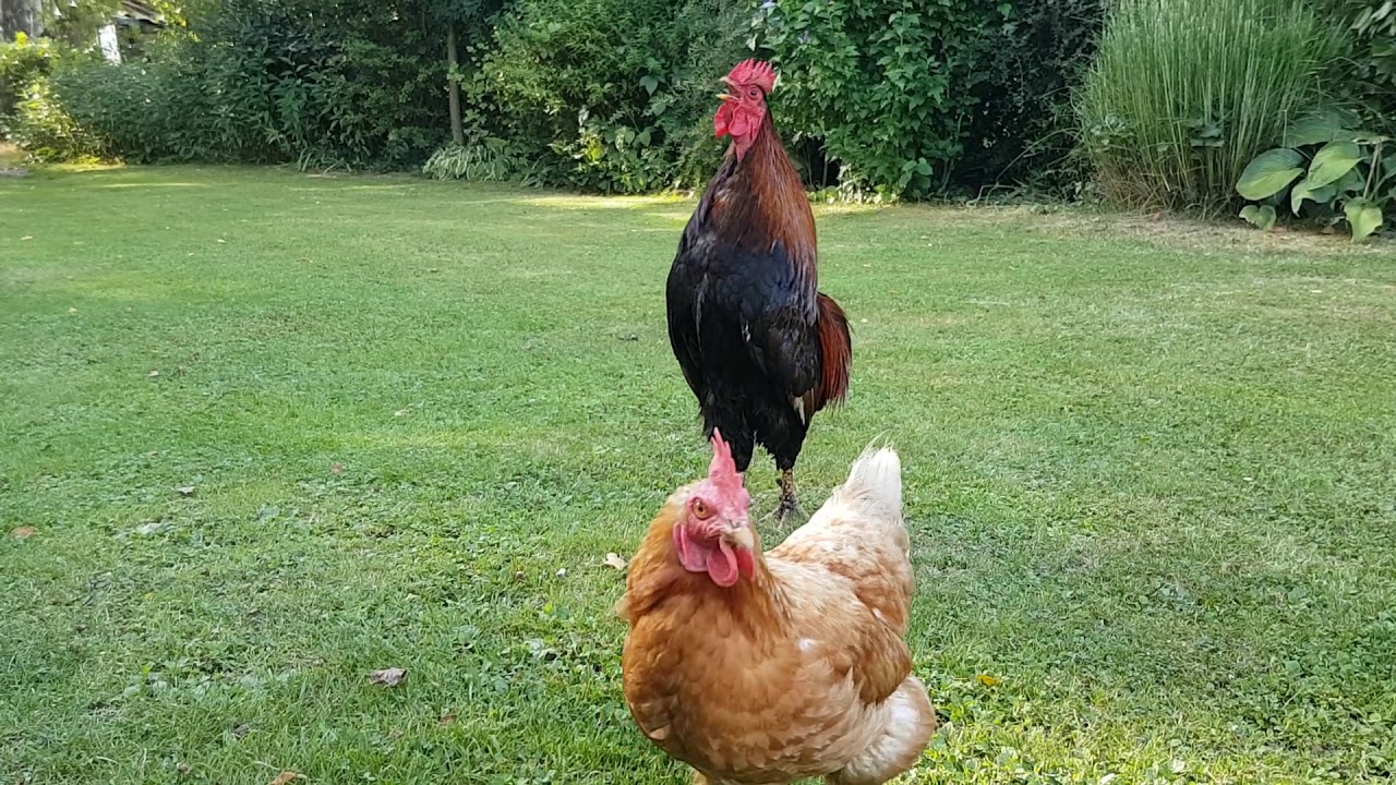 Kraaiende haan - YouTube