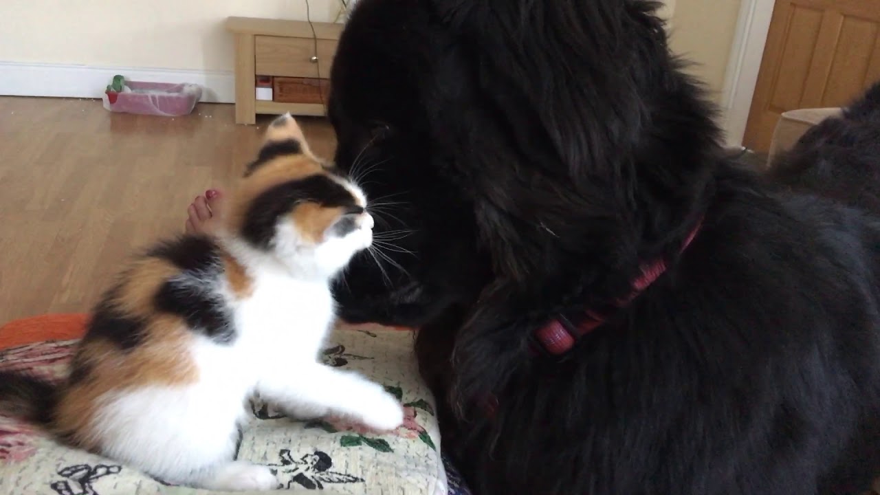 Newfoundland meets kitten for first time - YouTube
