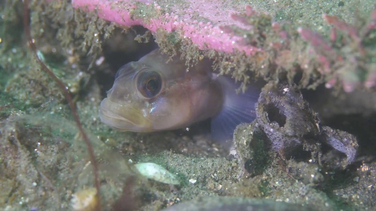 Alexander Seys - 2017 Monterey Shootout - Macro Snapshot - YouTube