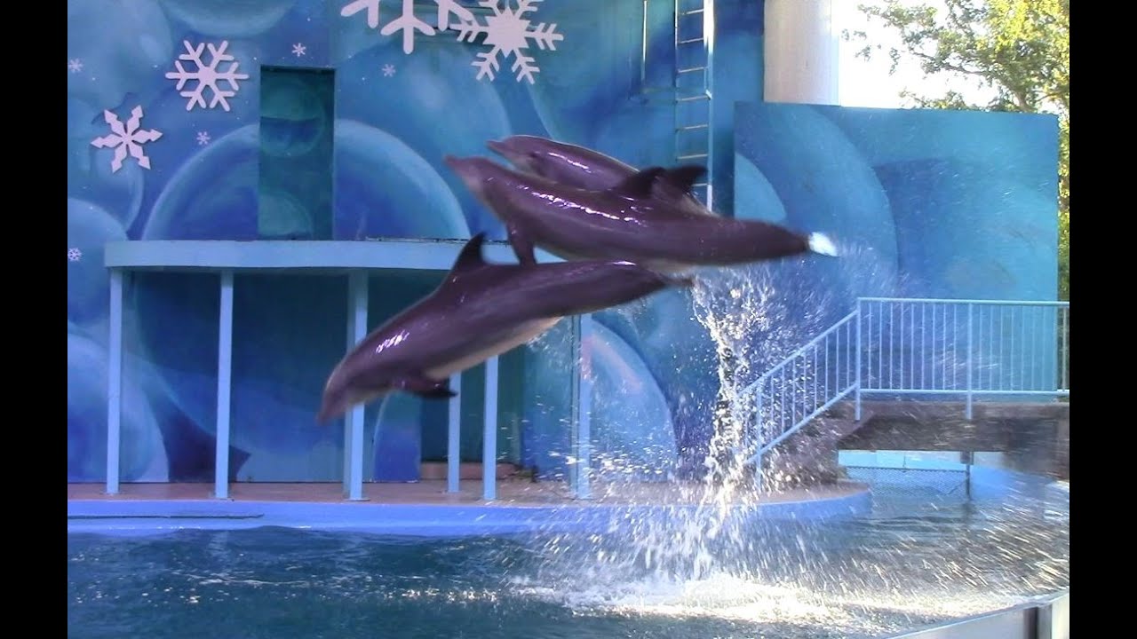 Winter Waterland (Dolphin Holiday Show) at Six Flags Discovery Kingdom ...