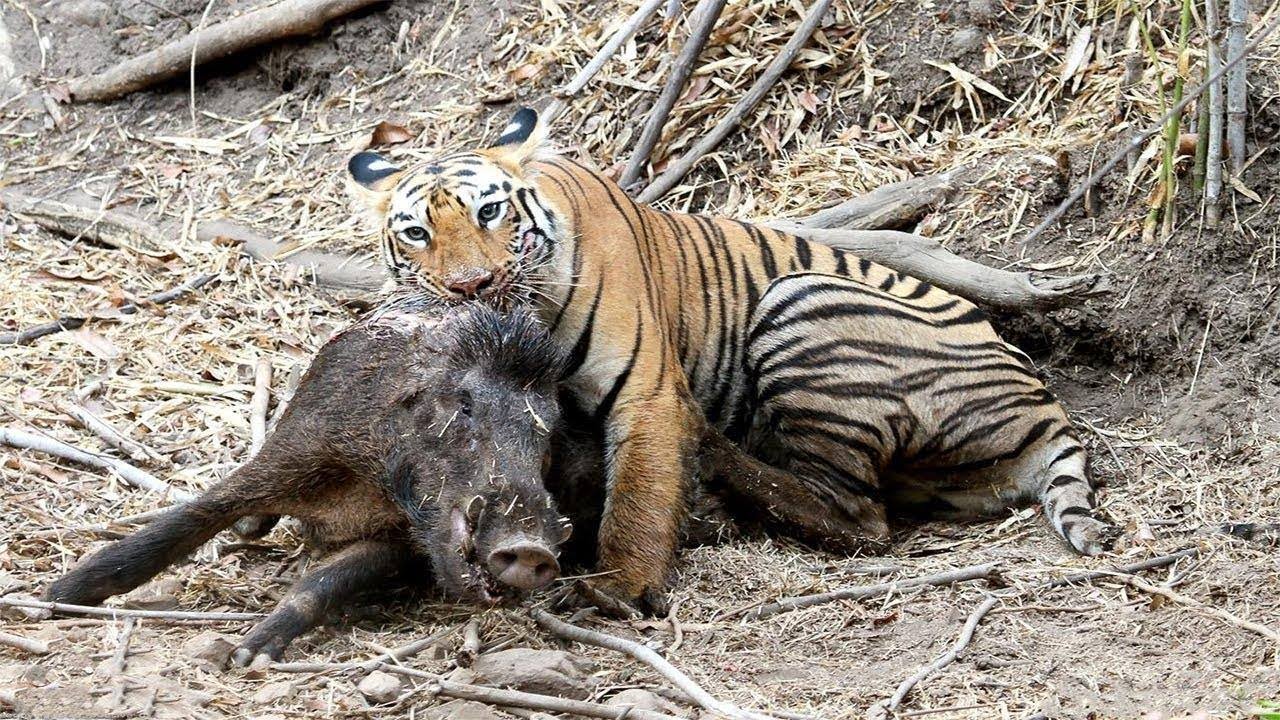 Hungry Tiger Attacks Wild Boar In India - YouTube