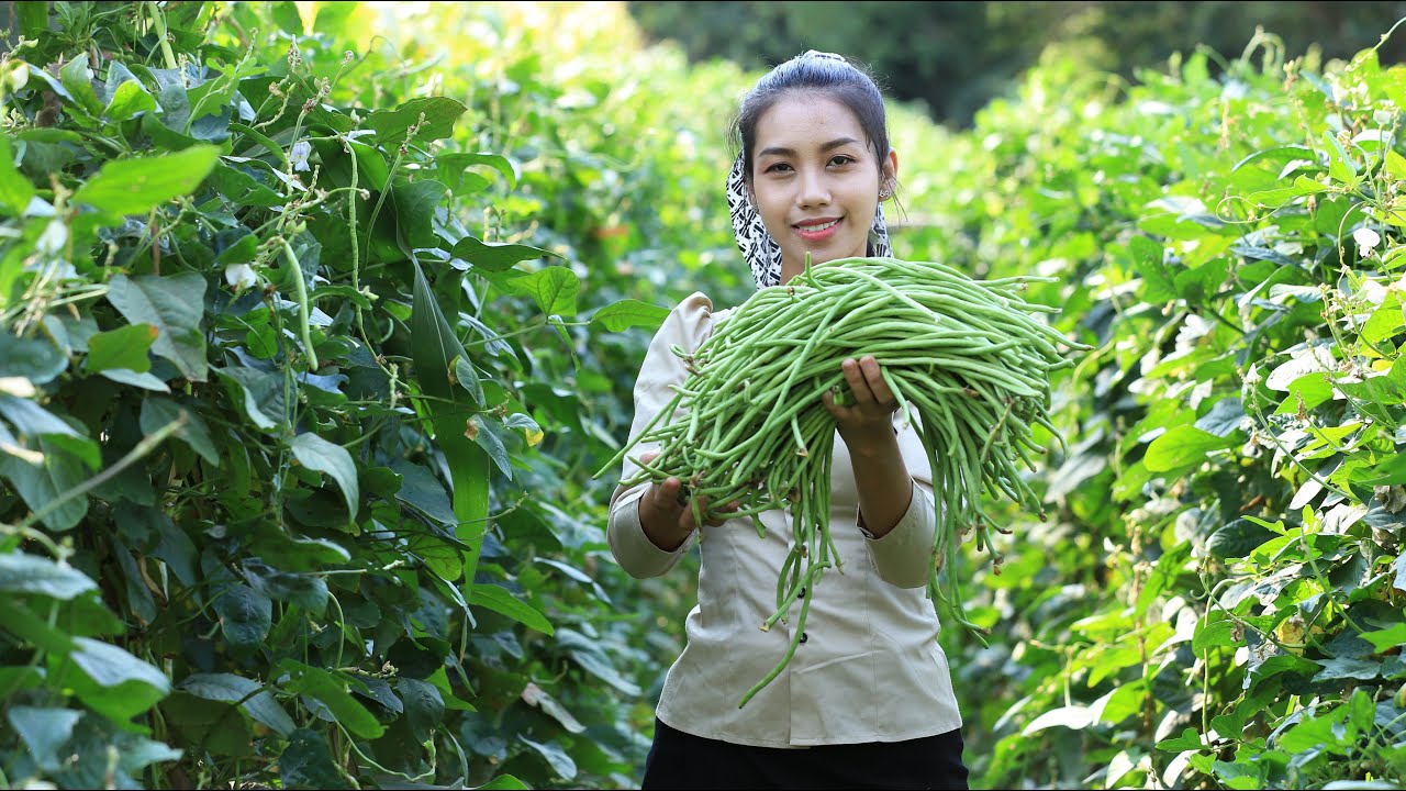 Fresh Long Bean in my farm and cooking Long Bean with beef - YouTube