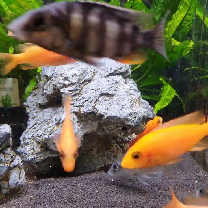 #fish#fisch#Fisch#Fische#рыба#рыбалка#Аквариум#аквариумные рыбки#рыбак# ...