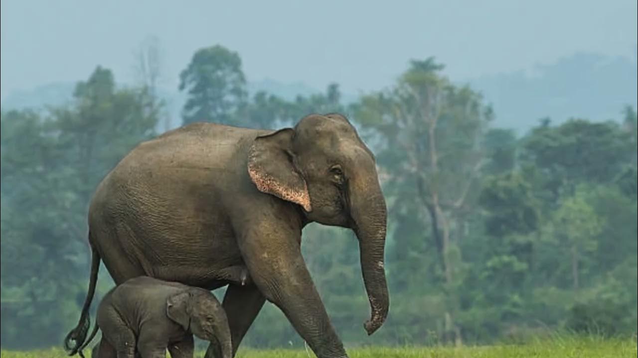 Baby Elephants The Adorable Journey of Growing Up REVEALED - YouTube