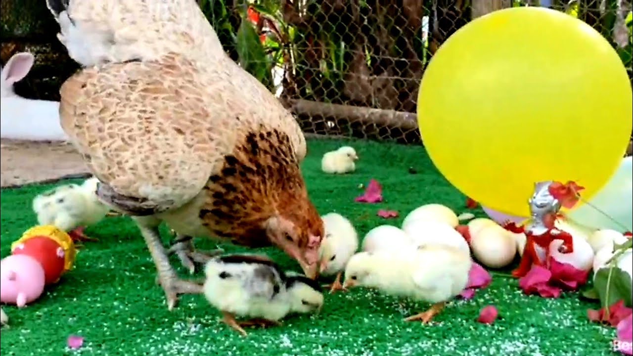 The hen teaches the children how to find food - YouTube