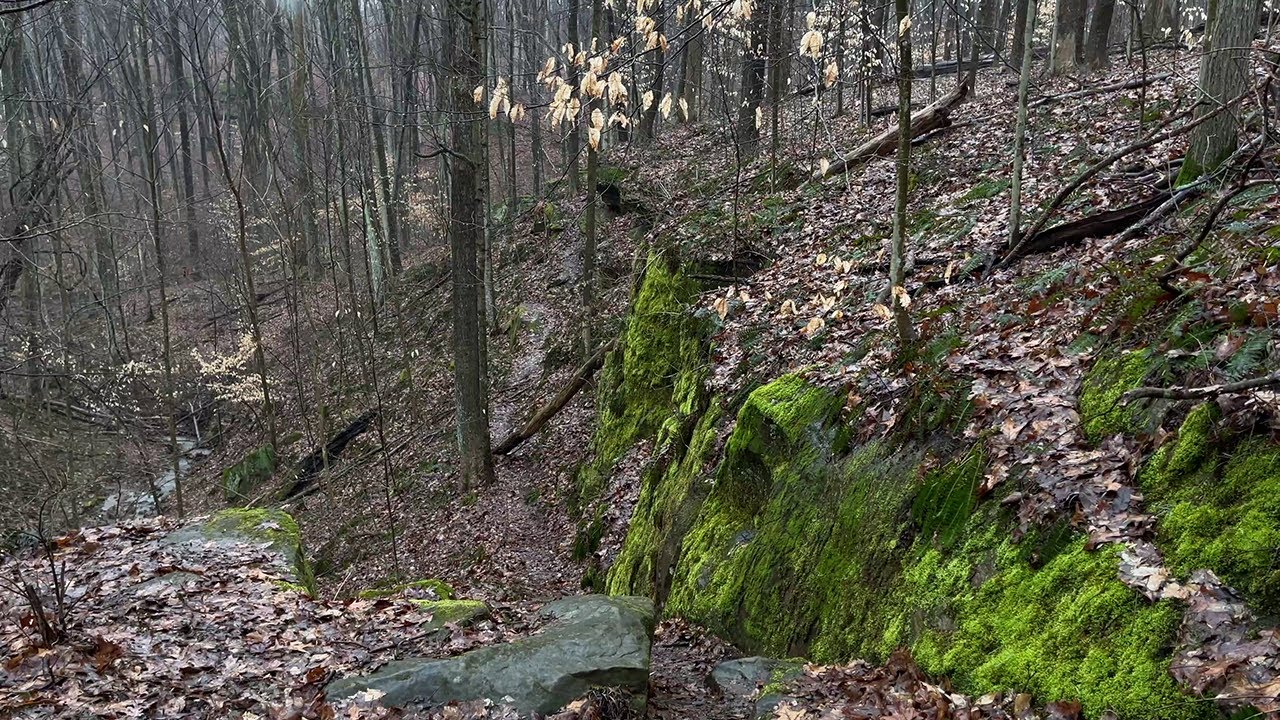 Rainy forest walk in Greene County, Indiana, U.S.A 🇺🇸 at Canyon Forest ...