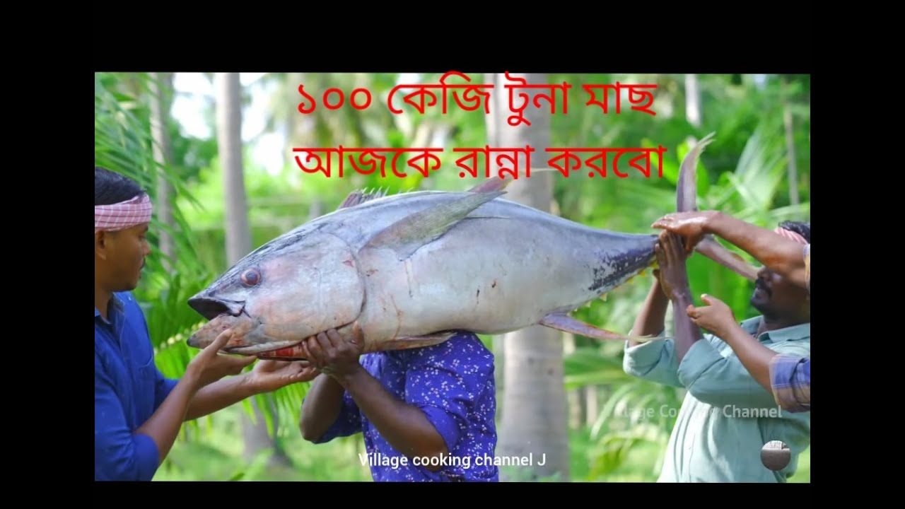 Big tona fish. Village cooking ranna recipe. ১০০ কেজি ওজনের একটা টুনা ...