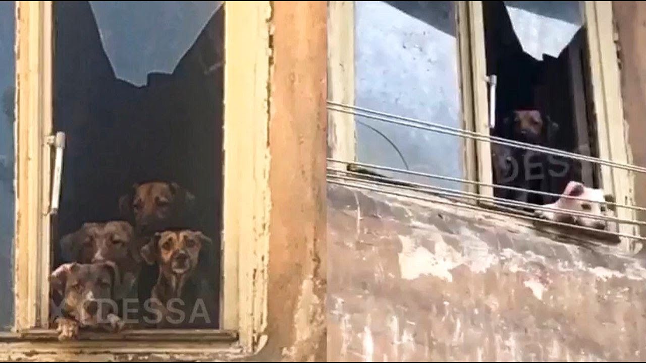 9 Poor Dogs Asked for People to Help Them - YouTube