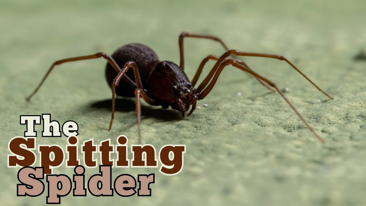 Spitting Spiders: A Unique Hunting Strategy - YouTube