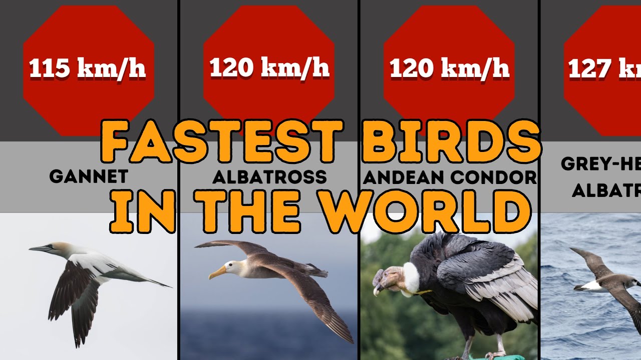 Fastest birds in the world [Top 30] - YouTube