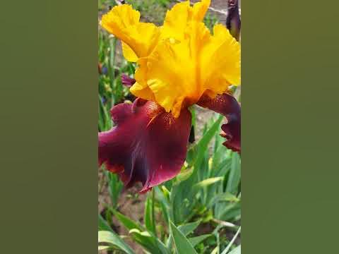 Ирис Султан Суприм - YouTube