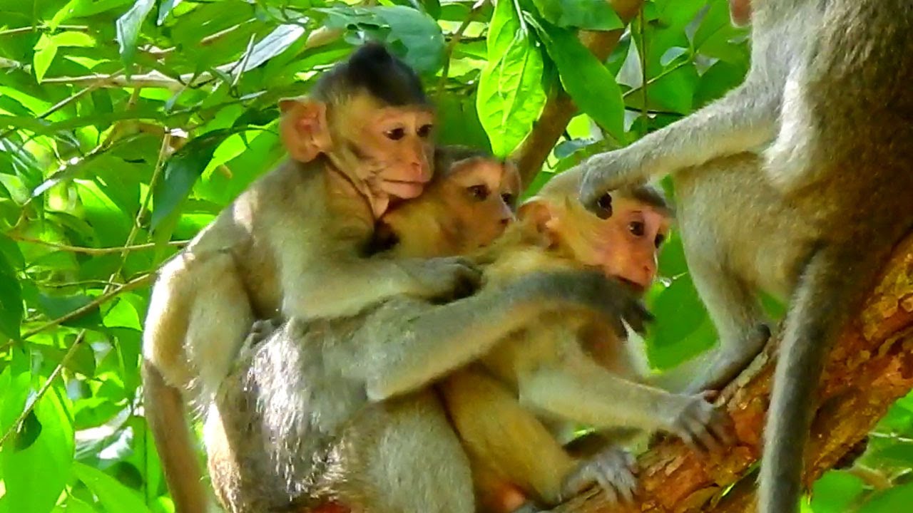 Jonna Monkey Unhappy Jazzy Monkey Stay With Other, Jonna Try Breaking ...