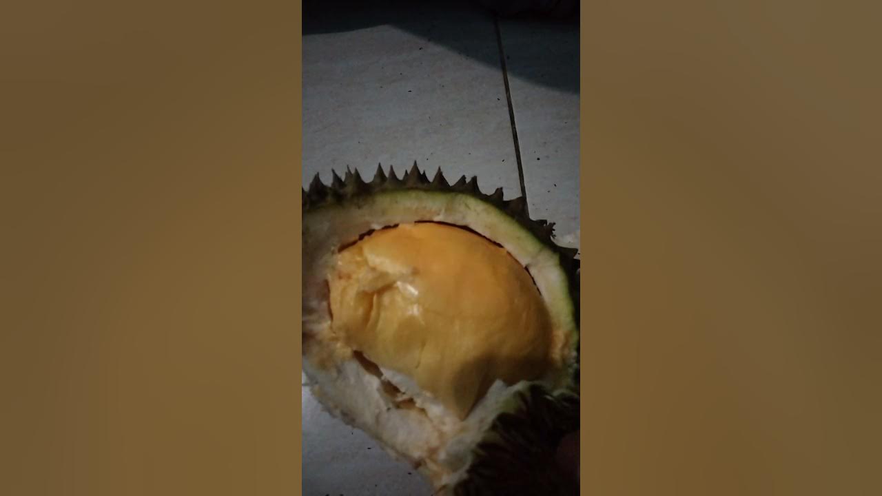 Mantap ges #durian #pecintadurian #durianlover #petanidurian #buah #reels #sorts #fyp #fypシ゚ ...