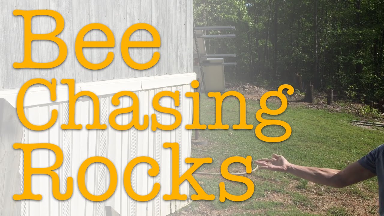 Bee Chasing Rocks in Slow Motion - YouTube