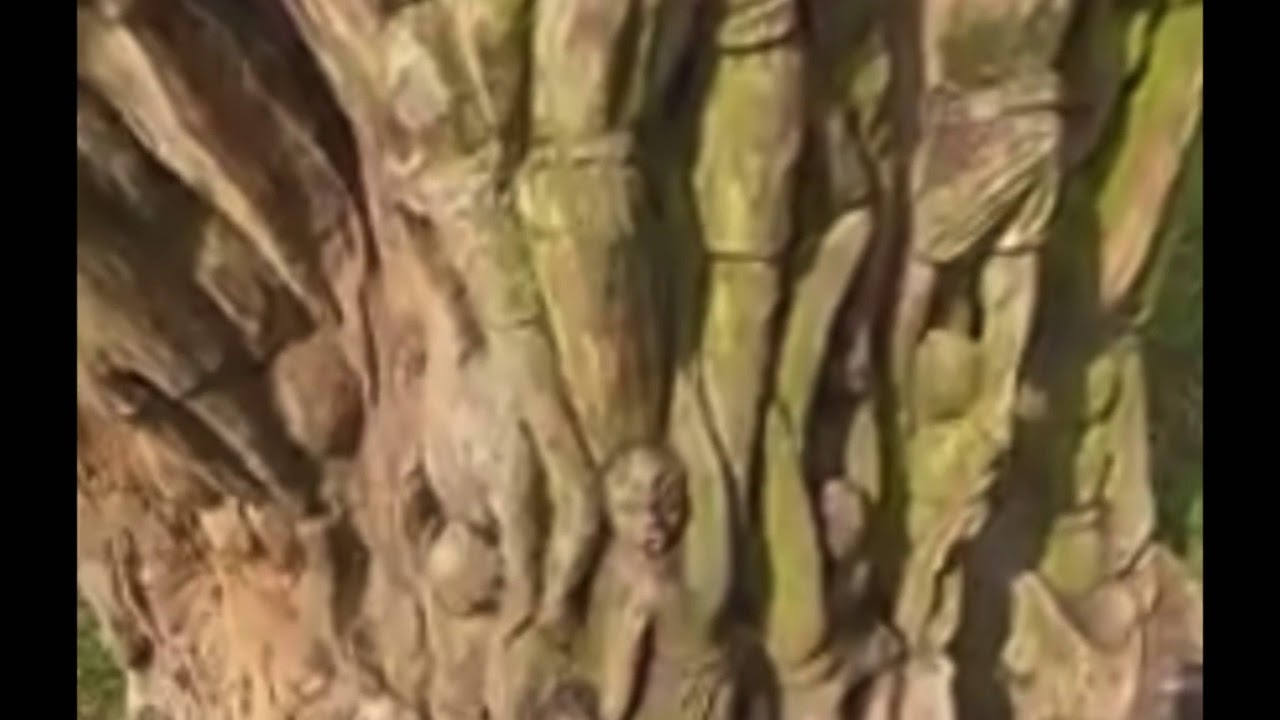 Dead Tree Turned To Art Has Stood For Over 300 Years - YouTube