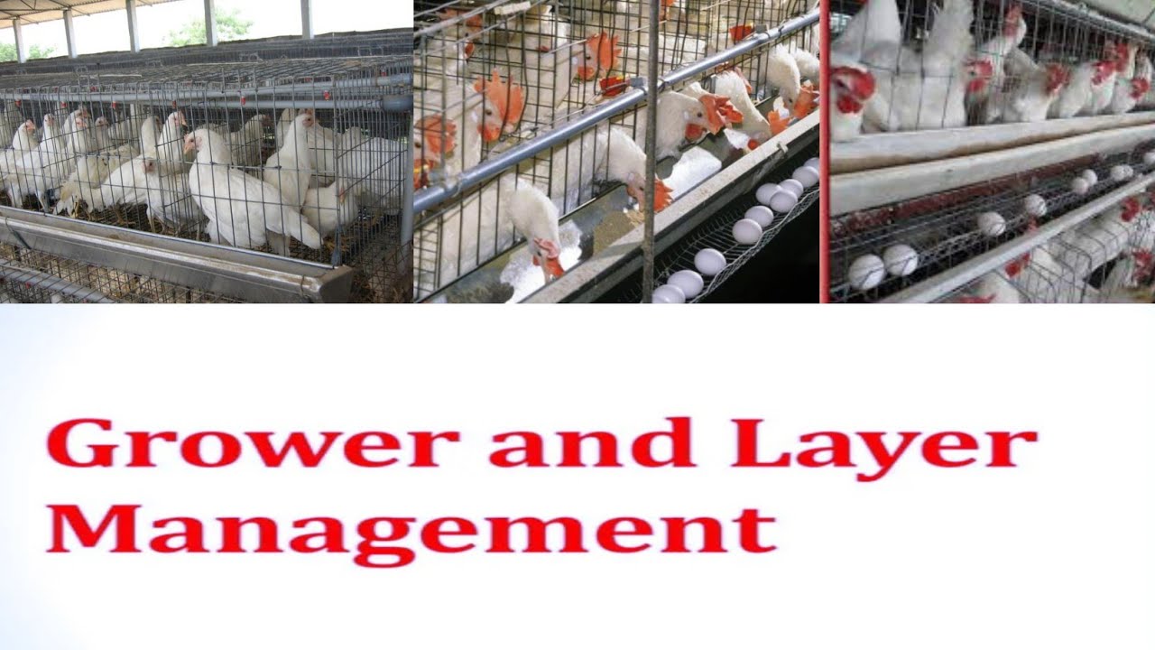 Grower and Layer Farm Management.Layer Farming Layer Poultry Farm ...