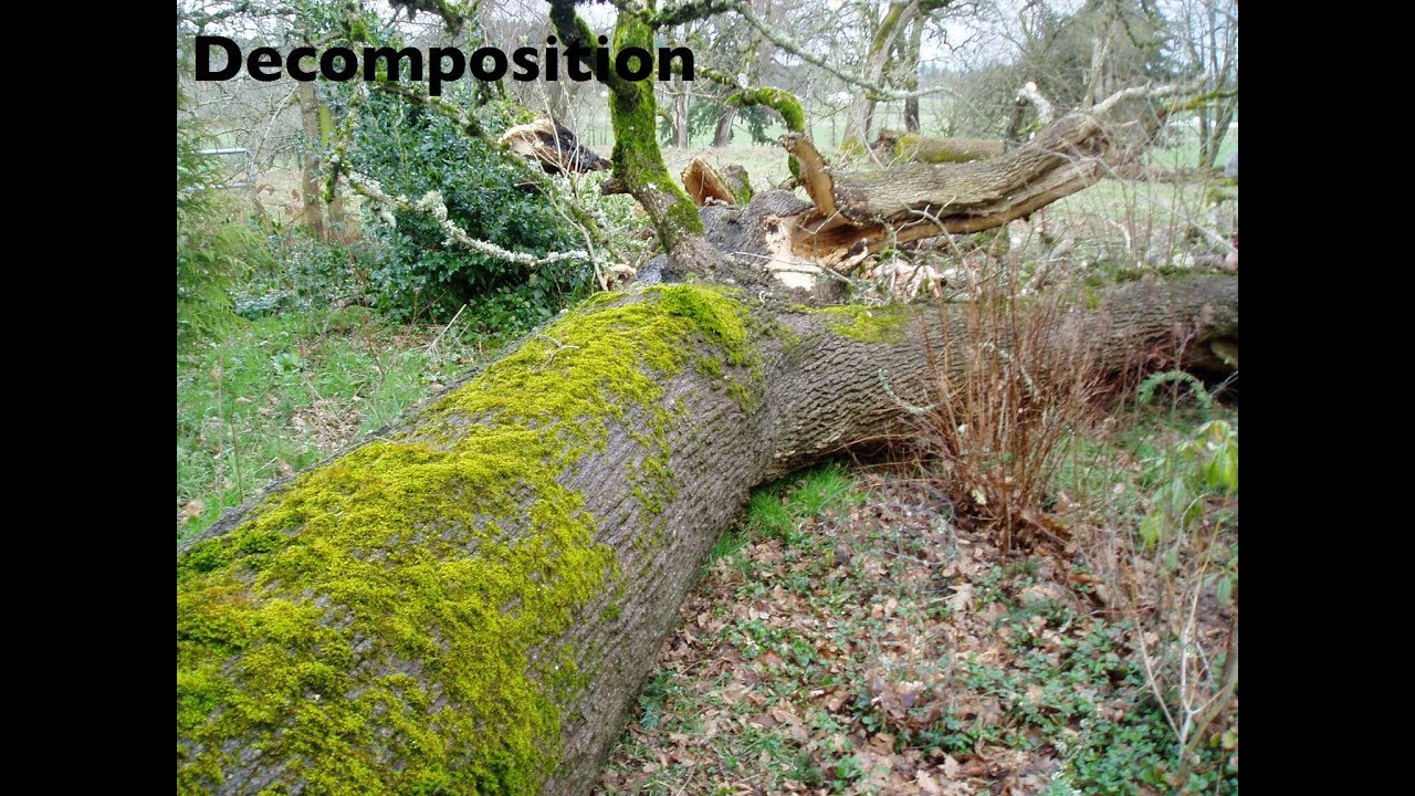 “Decomposition” – Oak - YouTube