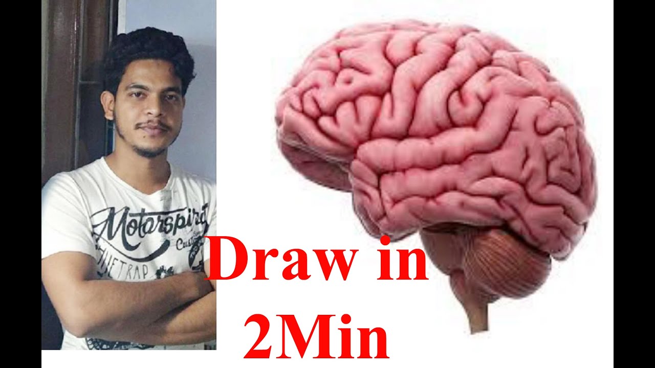 Draw Human Brain in 2 Minutes, Class 10 Chapter 7 - YouTube