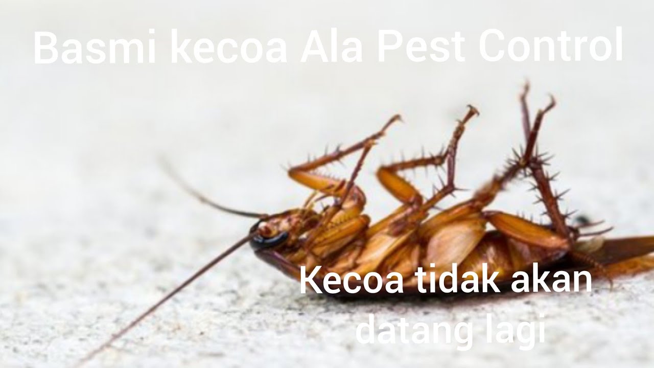 Cara Pengendalian Hama Kecoa basmi kecoa Ala Pest Control di rumah ...