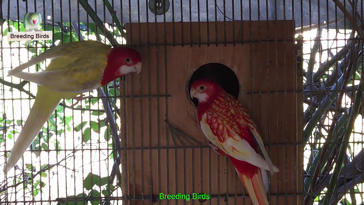 Breeding Rosellas Lutino with Rubino From Breeding Birds - YouTube
