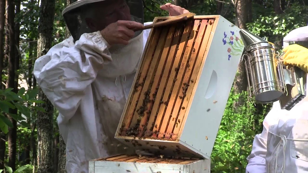 How to Rob a Honey Bee Hive - Hugh Taylor Glenn - YouTube